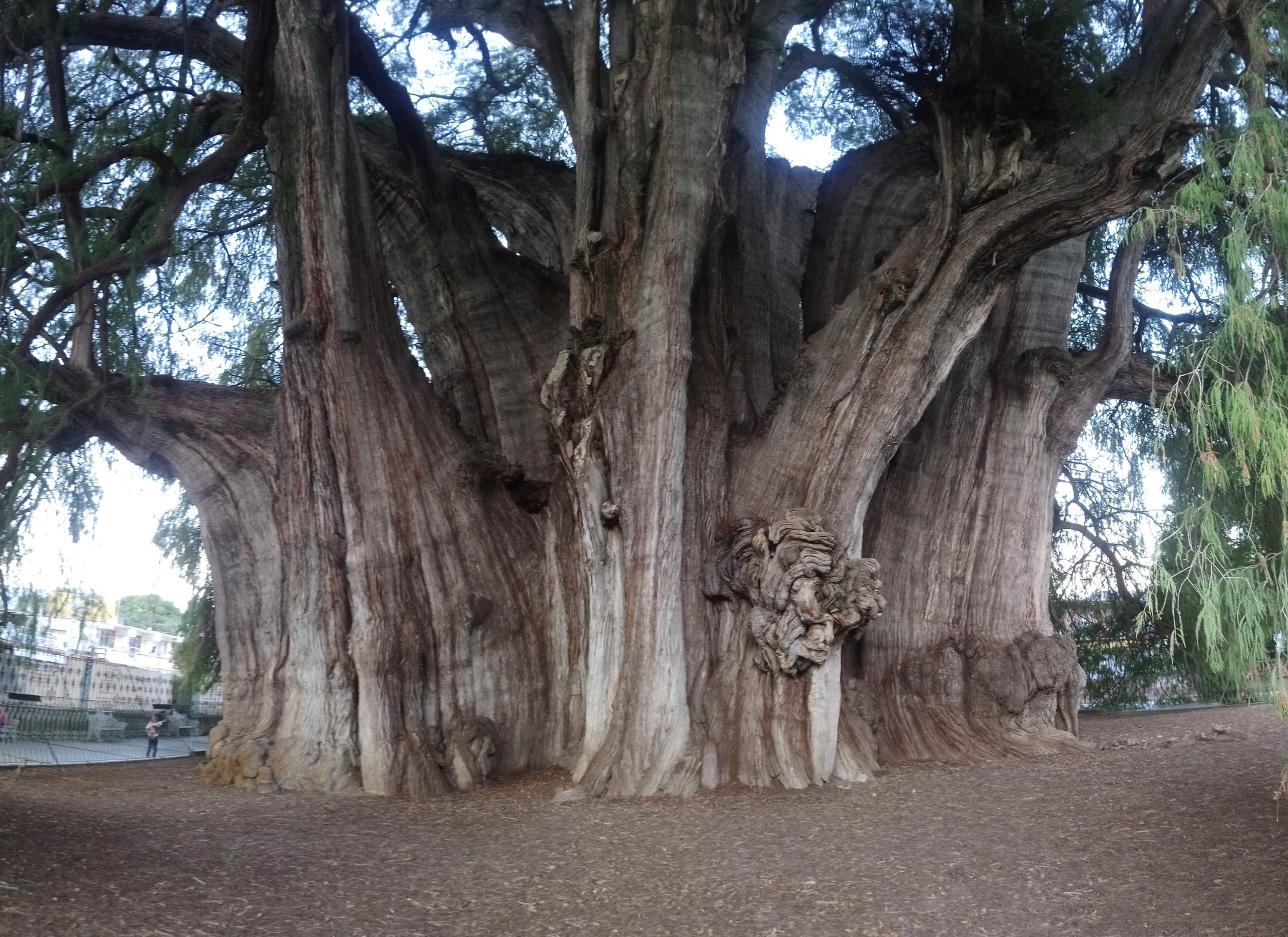 Oaxaca: árbol ancestral - Identidad Tlaxcala